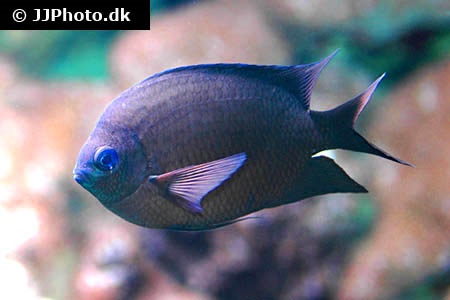 Acanthochromis polyacanthus (Orange Line Chromis)