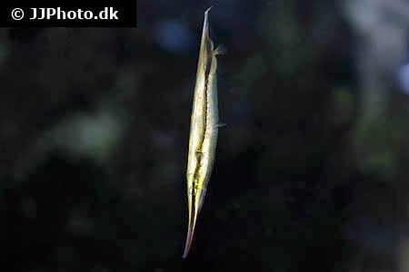 Aeoliscus strigatus (Striped Shrimpfish)