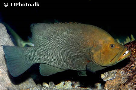 Aethaloperca rogaa (Redmouth grouper)