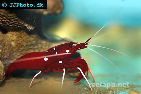 Alpheoidea (Shrimp)