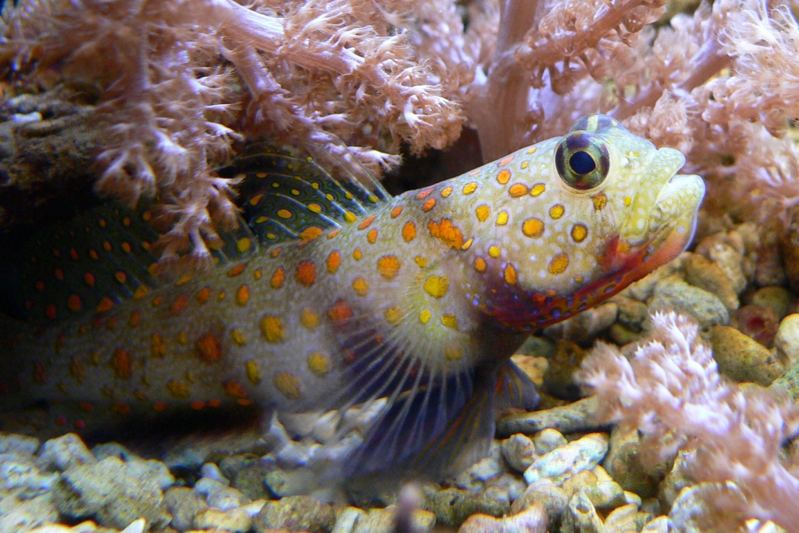 Amblyeleotris guttata (Spotted prawn-goby)