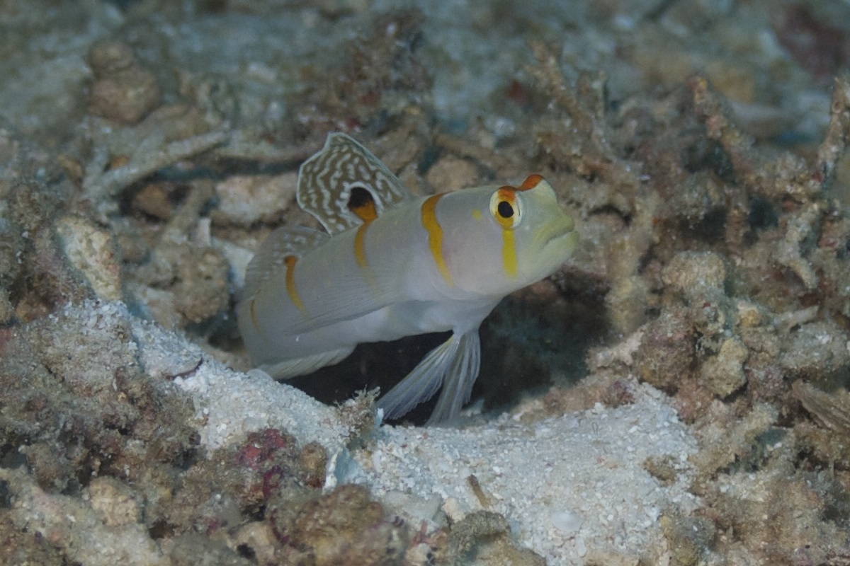 Amblyeleotris randalli (Randall's prawn-goby)