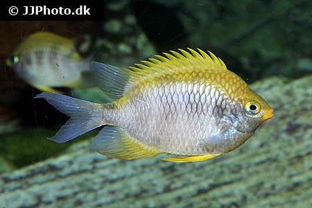 Amblyglyphidodon aureus (Golden damselfish)