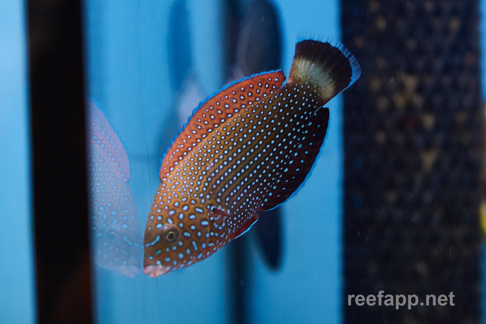 Anampses caeruleopunctatus (Bluespotted wrasse)