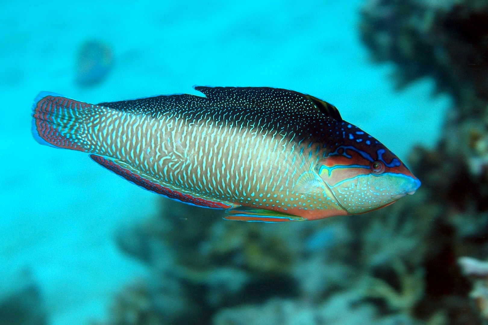 Anampses neoguinaicus (New Guinea wrasse)