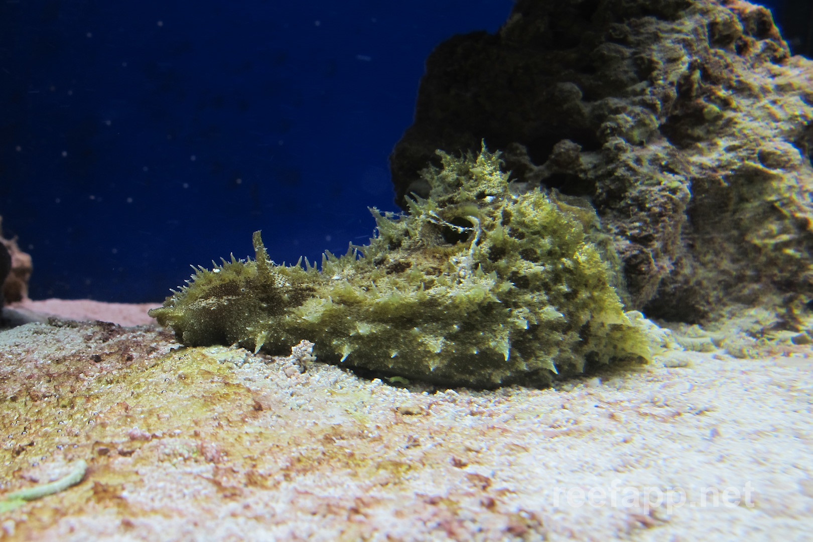 Aplysiidae (Sea hares)