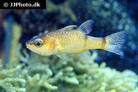 Apogon binotatus (Barred cardinalfish)