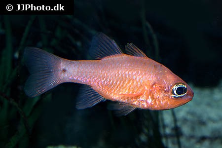 Apogon imberbis (Mediterranean cardinalfish)
