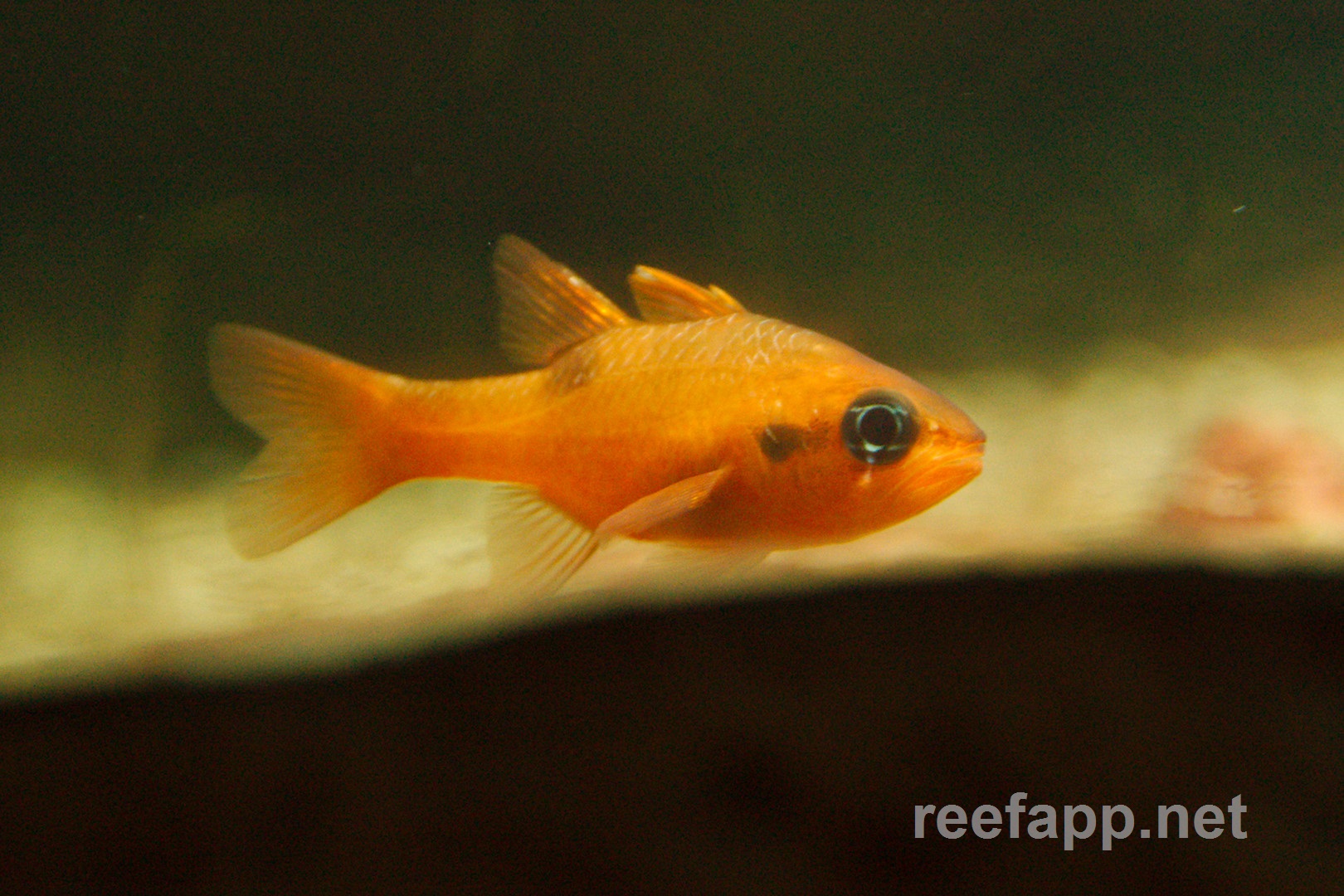 Apogon maculatus (Flame Cardinal)