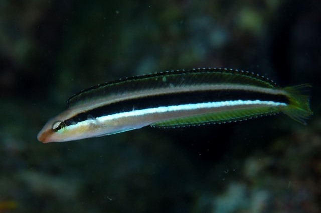 Aspidontus dussumieri
