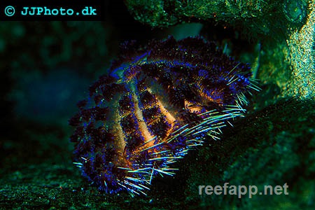 Asthenosoma varium (Fire urchin)