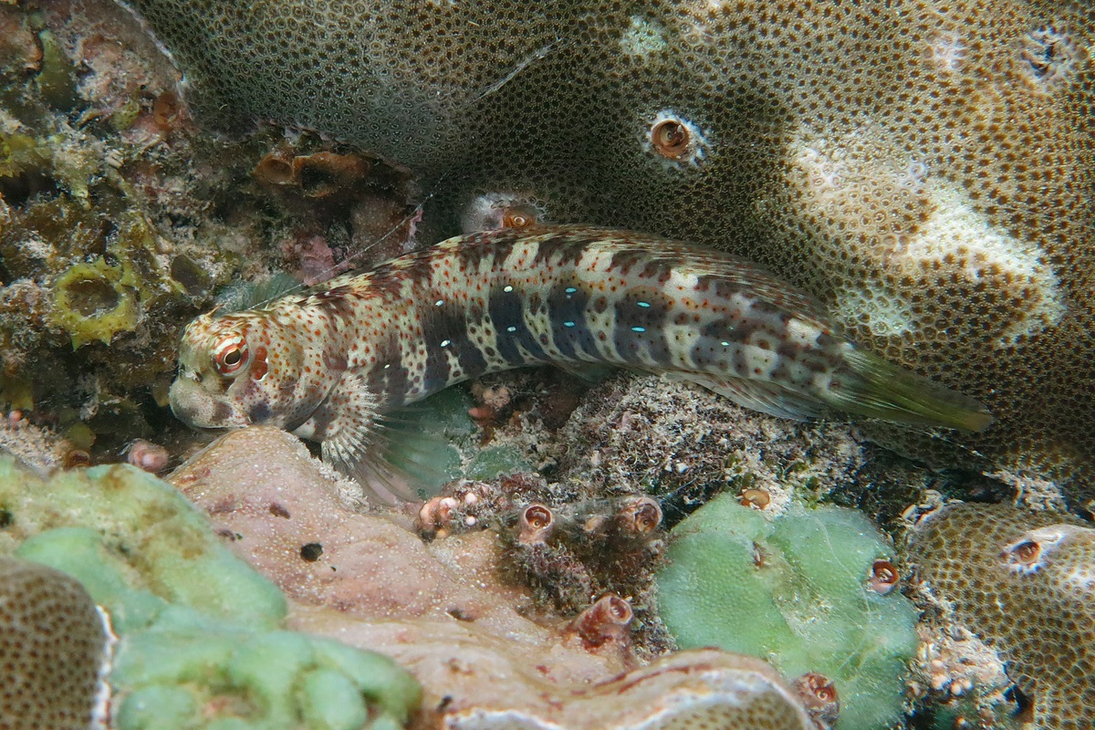 Blenniella periophthalmus (Blue-dashed rockskipper)