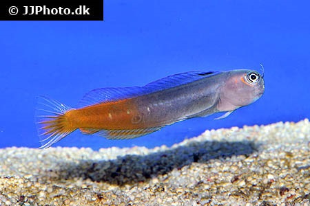 Blenniidae (Combtooth blennies)
