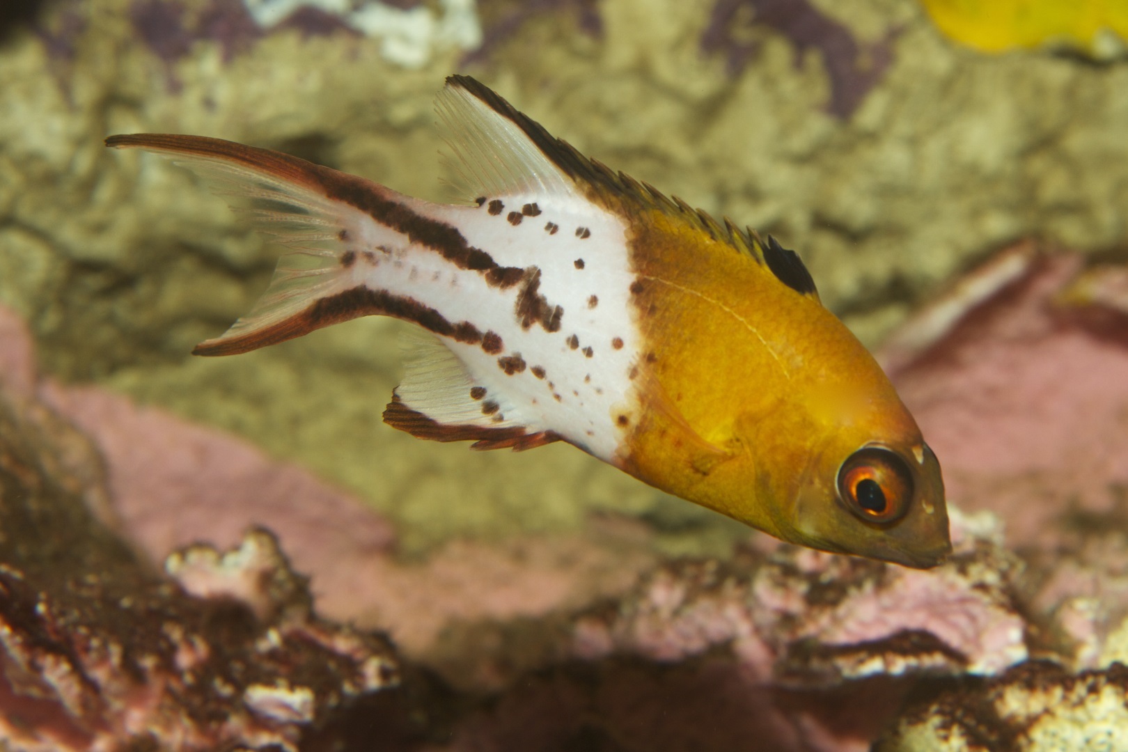 Bodianus anthioides (Lyretail Hogfish)
