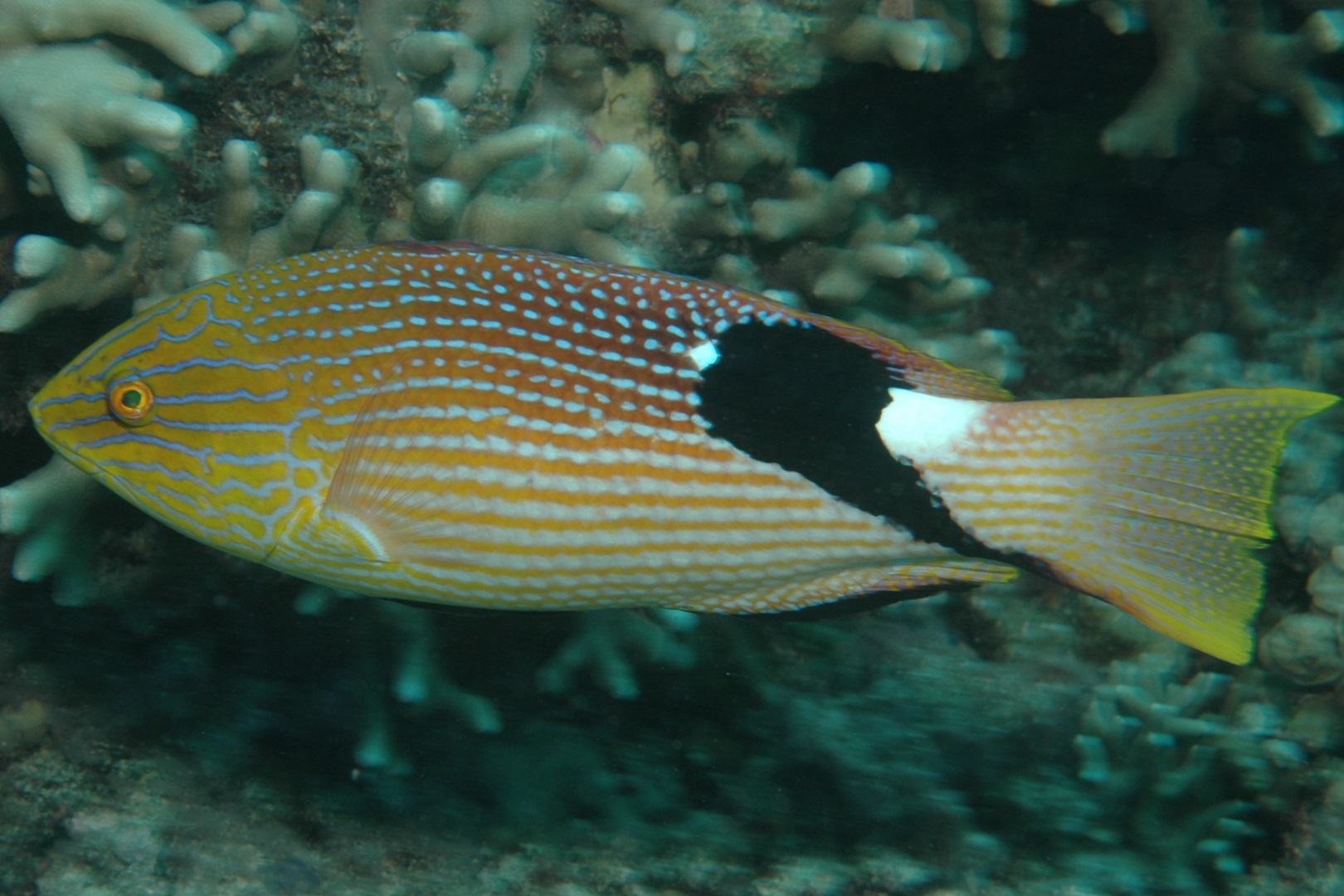 Bodianus loxozonus (Blackfin hogfish)