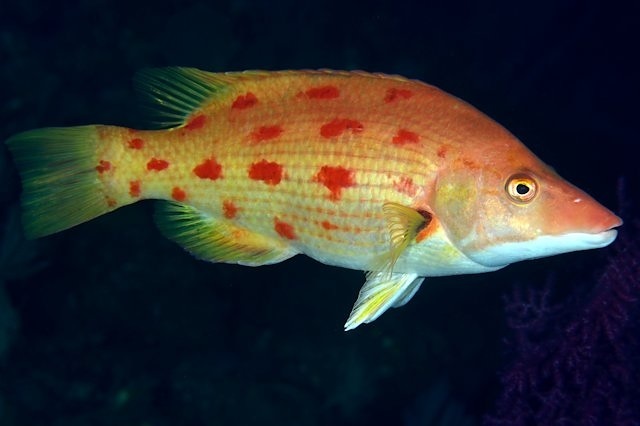 Bodianus oxycephalus