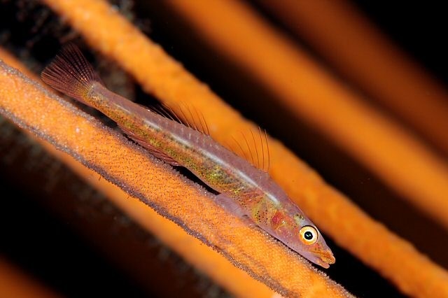 Bryaninops amplus (Large whip goby)
