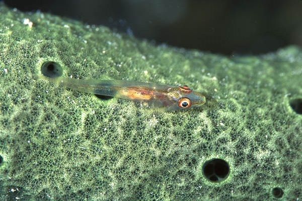 Bryaninops dianneae