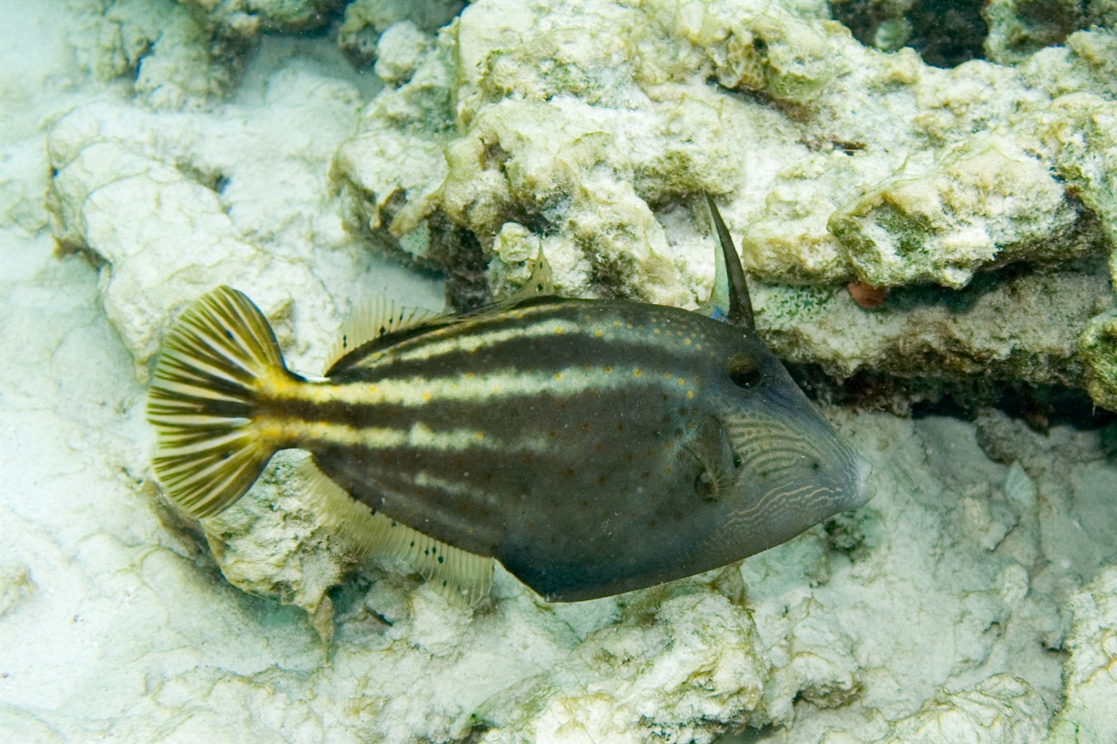 Cantherhines pullus (Orangespotted filefish)