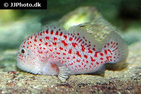 Caracanthus maculatus (Spotted coral croucher)