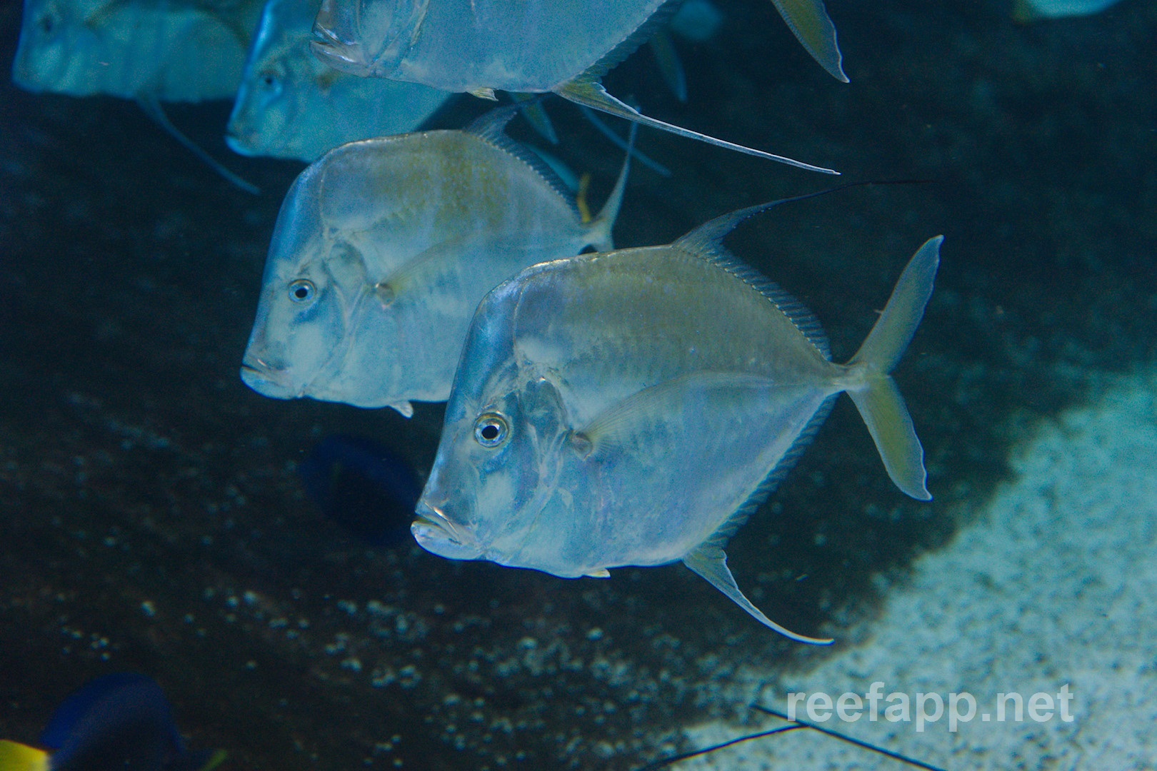 Carangidae (Jacks/Pompanos)