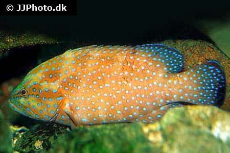 Cephalopholis miniata (Coral hind)