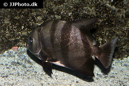 Chaetodipterus faber (Atlantic spadefish)