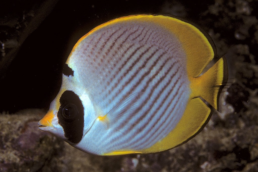 Chaetodon adiergastos (Philippine butterflyfish)