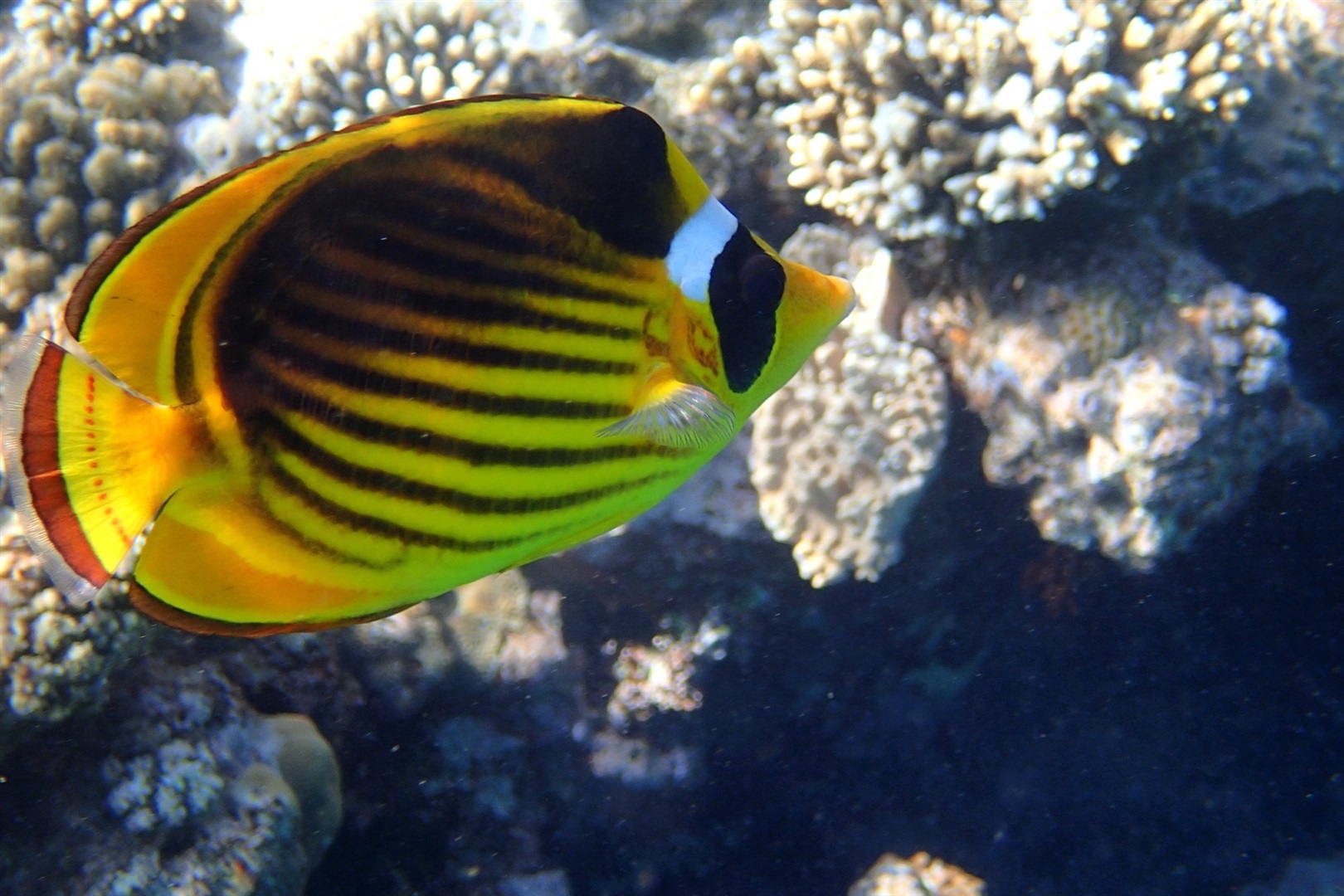 Chaetodon fasciatus (Diagonal butterflyfish)