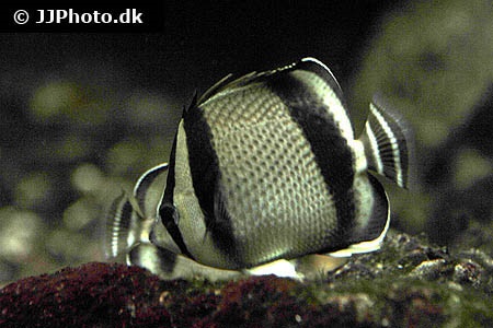 Chaetodon humeralis (Threebanded butterflyfish)