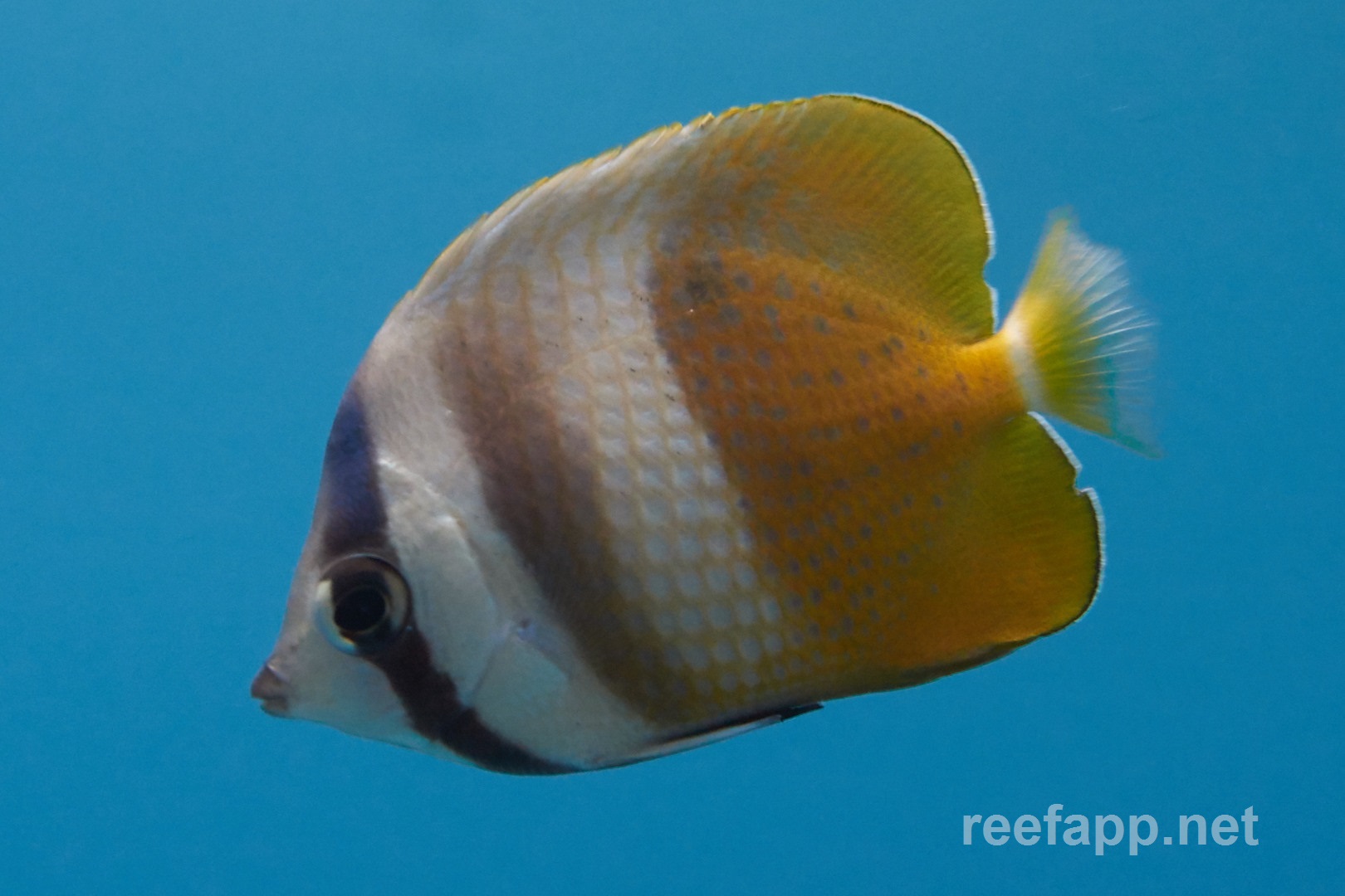 Chaetodon kleinii (Sunburst butterflyfish)