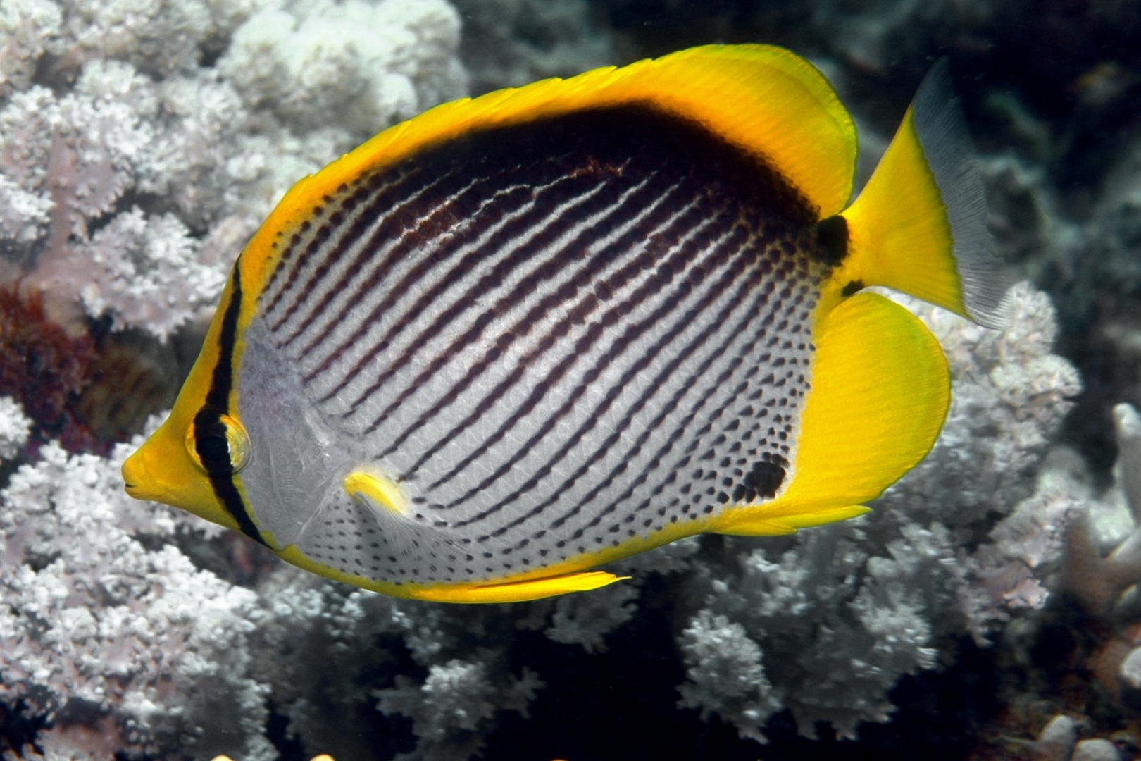 Chaetodon melannotus (Blackback butterflyfish)