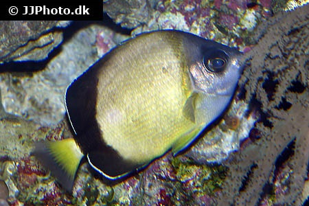 Chaetodon nippon (Japanese butterflyfish)