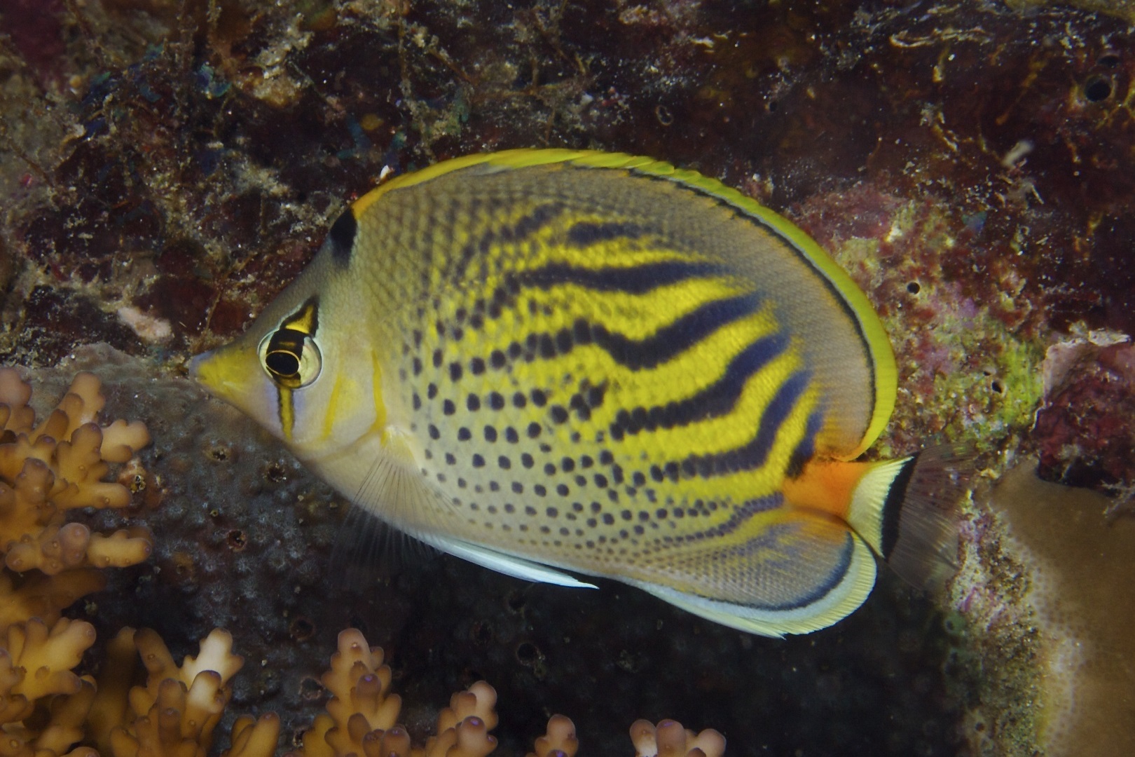 Chaetodon Pelewensis Sunset Butterflyfish chaetodon-pelewensis-sunset-butterflyfish