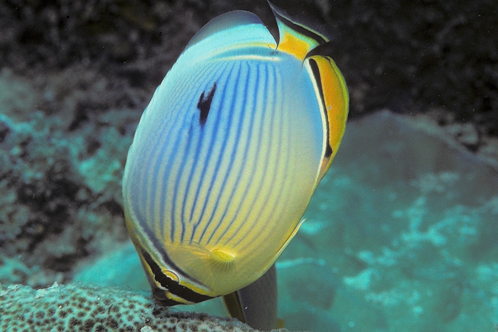 Chaetodon trifasciatus (Melon butterflyfish)