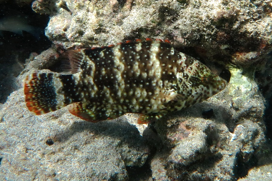 Cheilinus chlorourus (Floral wrasse)