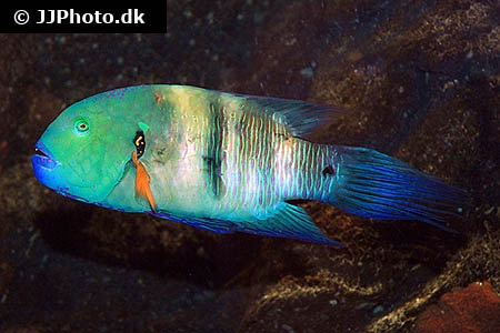 Cheilinus lunulatus (Broomtail wrasse)