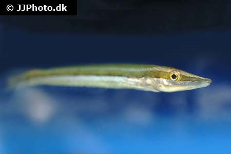 Cheilio inermis (Cigar wrasse)