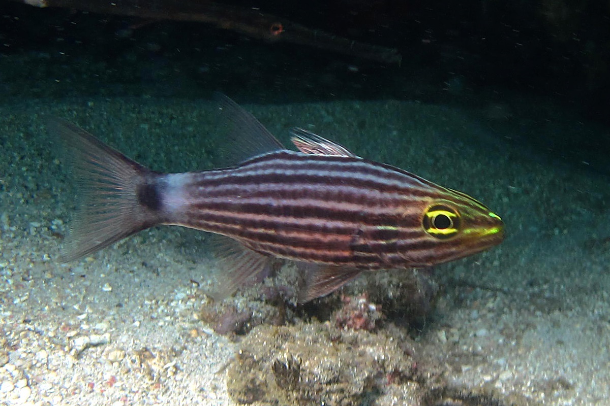 Cheilodipterus macrodon (Large toothed cardinalfish)