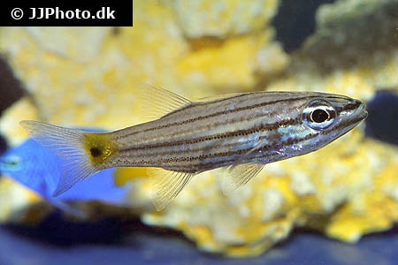 Cheilodipterus persicus (Persian cardinalfish)