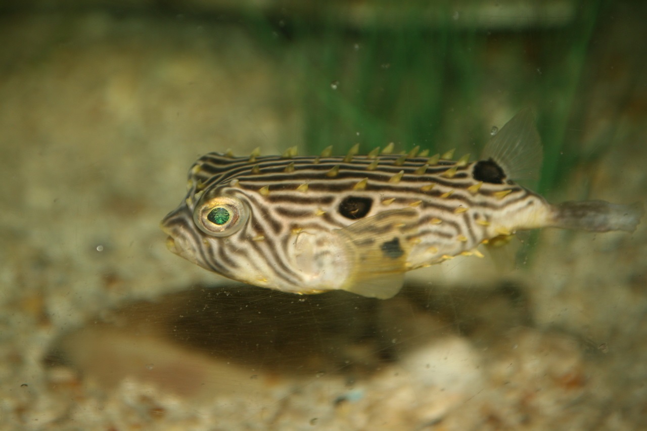 Chilomycterus schoepfii (Striped burrfish)