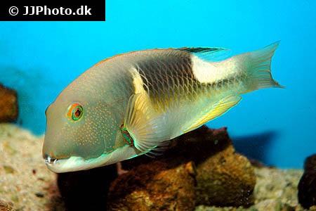 Choerodon anchorago (Orange-dotted tuskfish)