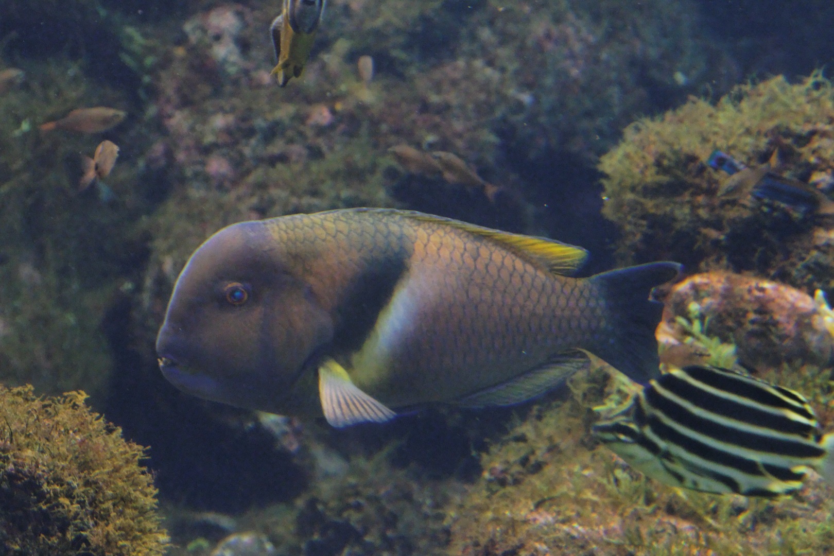 Choerodon azurio (Azurio tuskfish)