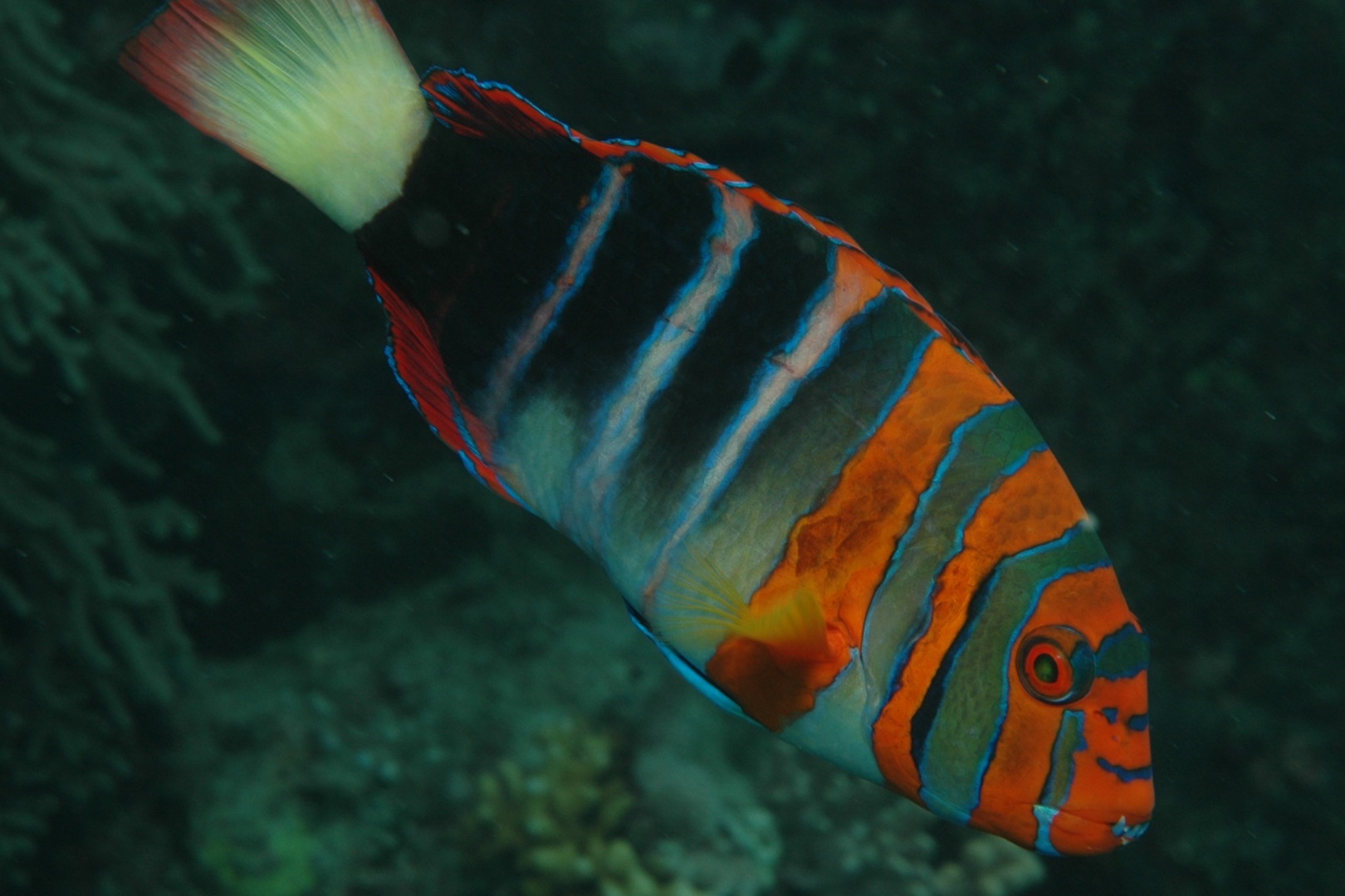 Choerodon fasciatus (Harlequin Tusk)