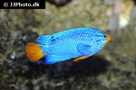 Chrysiptera cyanea (Sapphire devil)