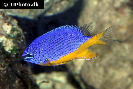 Chrysiptera hemicyanea (Azure demoiselle)