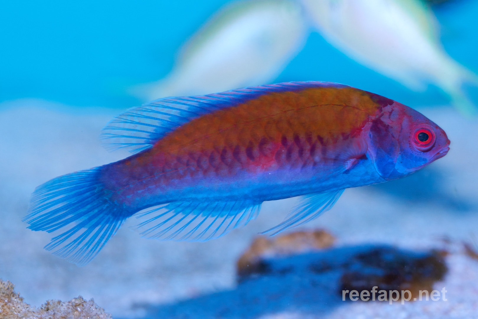 Cirrhilabrus aurantidorsalis (Orangeback fairy-warsse)