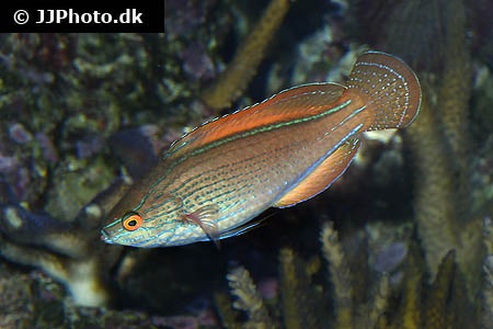 Cirrhilabrus lineatus (Purplelined wrasse)