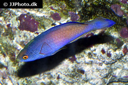 Cirrhilabrus rhomboidalis (Rhomboid wrasse)