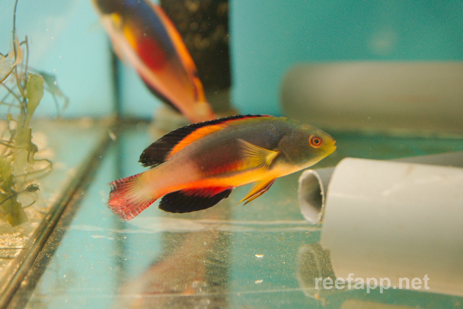 Cirrhilabrus scottorum (Scott's Fairy Wrasse)